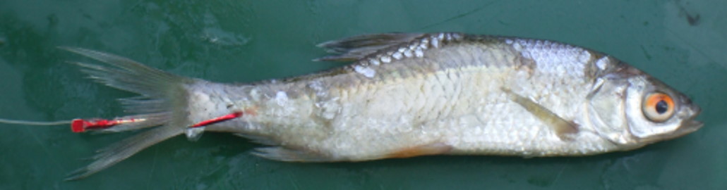 Anköderung - Köderfische richtig am Haken - Zander-Angeln.com